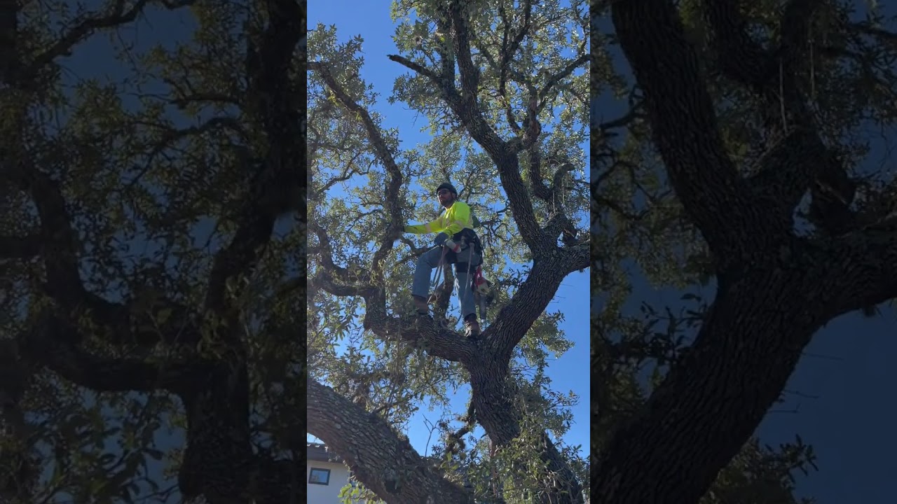 YouTube Archives - Urban Tree Company