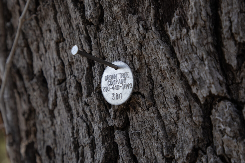 Tree Survey Services - Urban Tree Company